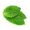 Mint Fragrance Oil Suppliers in India - Pure Mint Fragrance Oil Wholesale